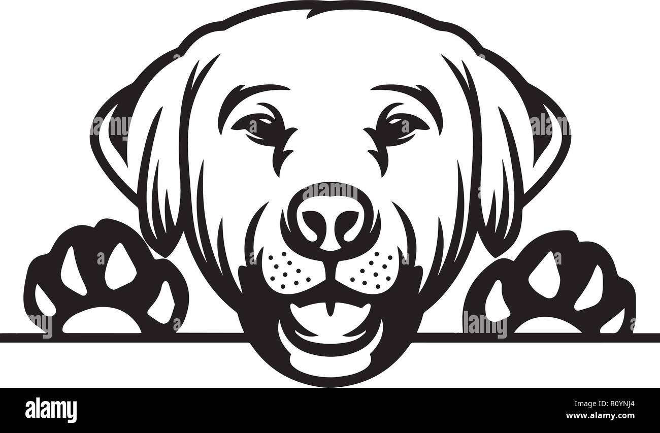 Labrador Retriever Dog Breed Head Isolated Pedigree Pet Portrait ...