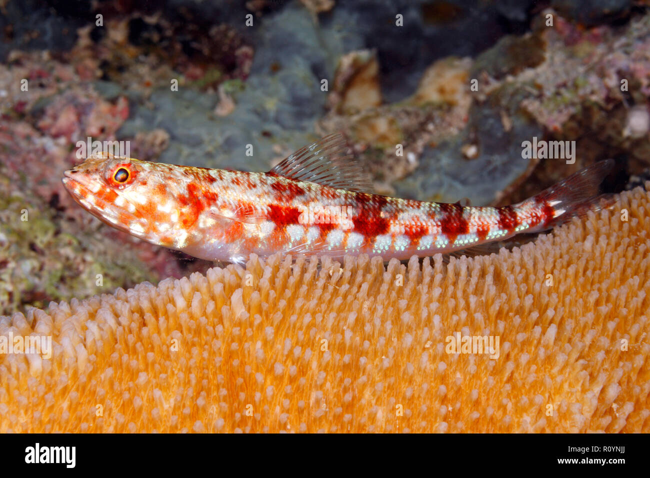 Synodus rubromarmoratus hi-res stock photography and images - Alamy