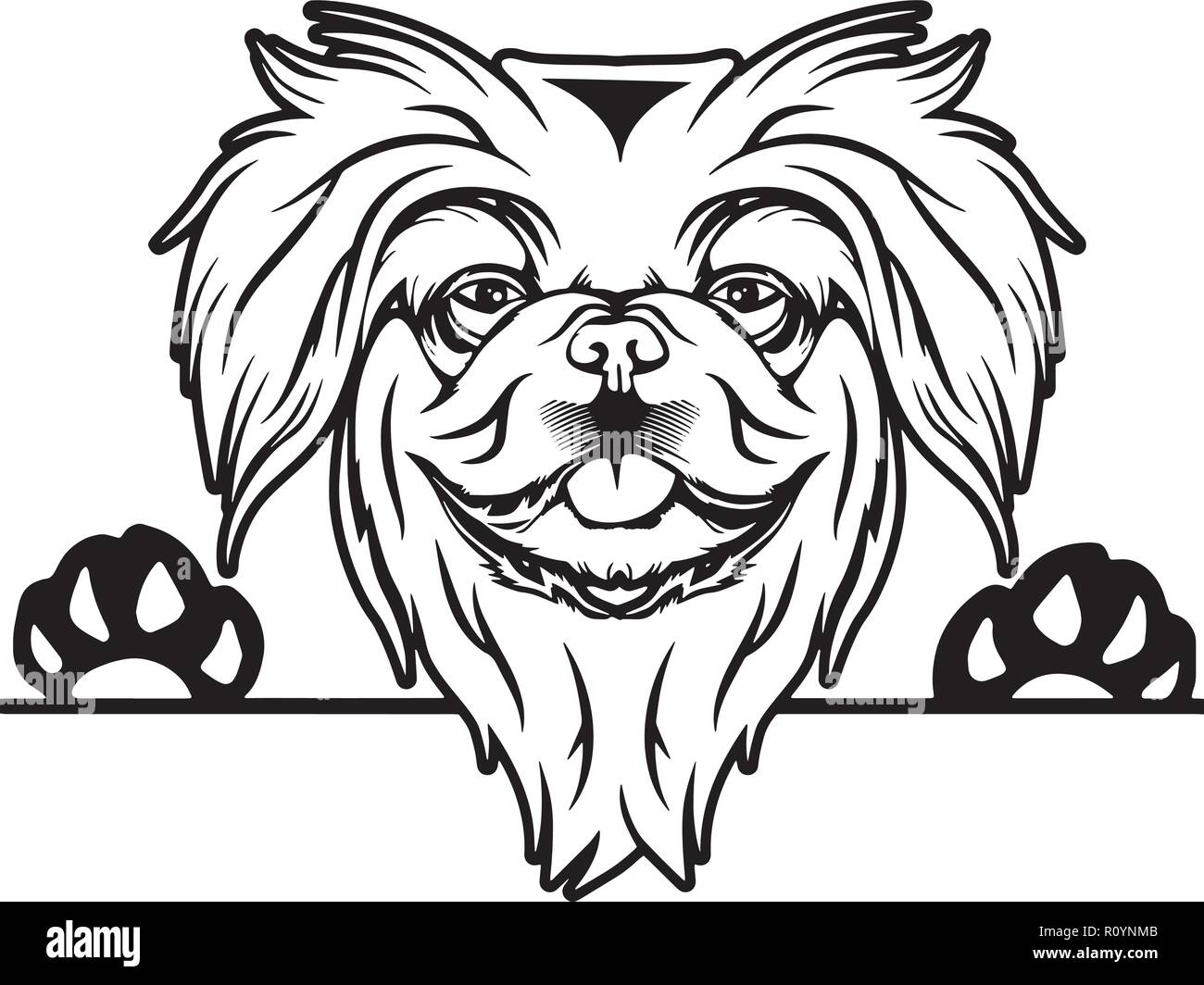 Pekingese Dog Breed Head Isolated Pedigree Pet Portrait Smiling Happy ...