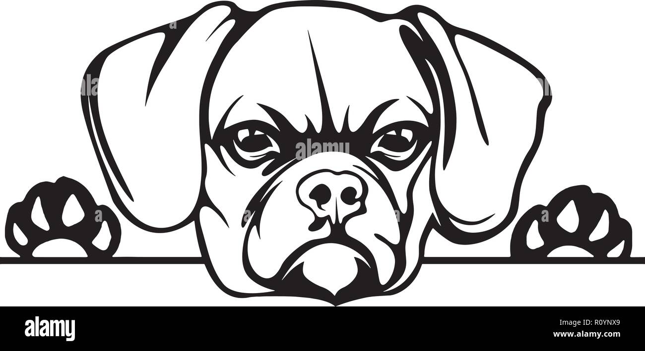 Puggle Pedigree Dog Breed Head Isolated Pet Portrait Smiling Happy ...