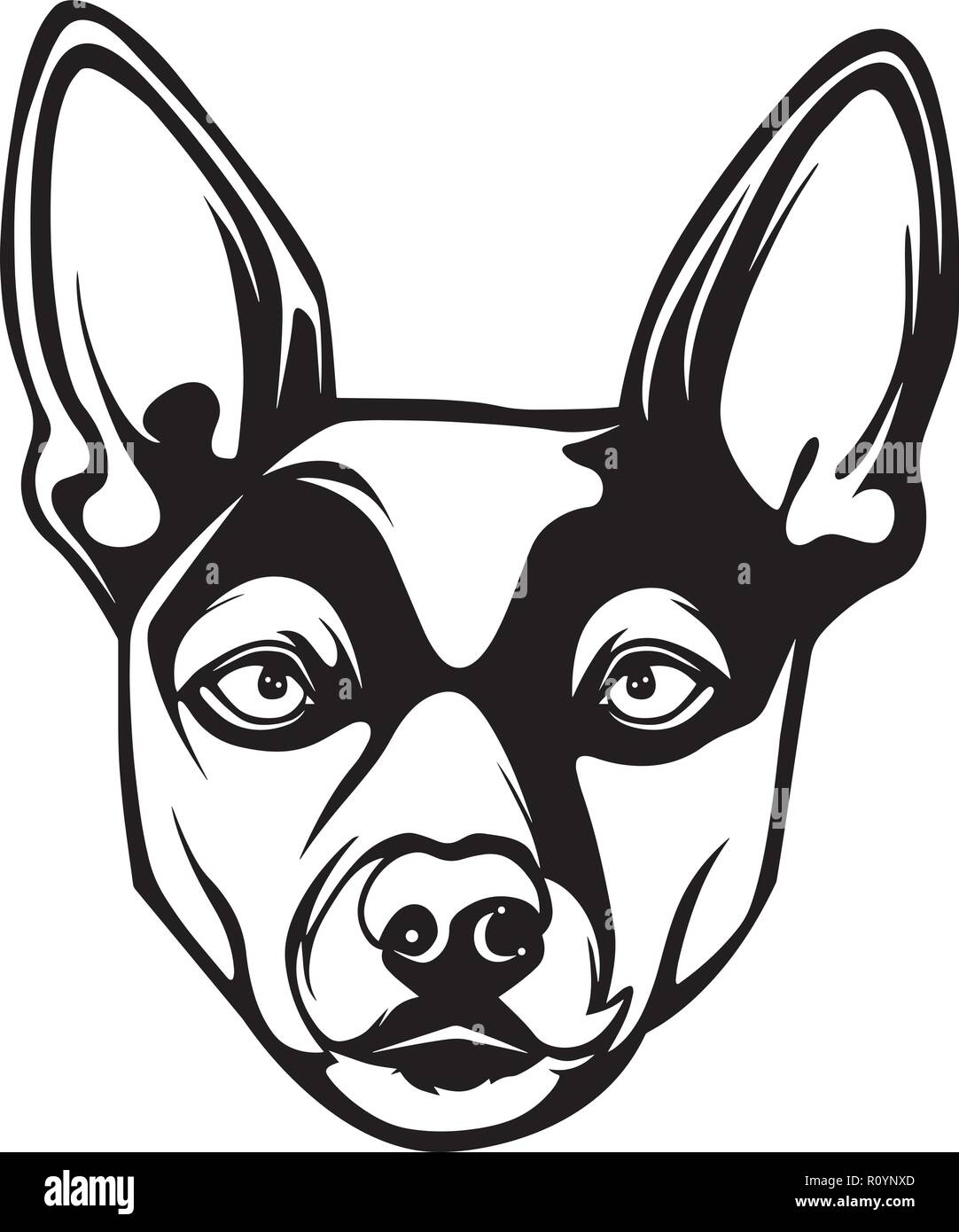 Rat Terrier Pedigree Dog Breed Head Isolated Pet Portrait Smiling Happy ...