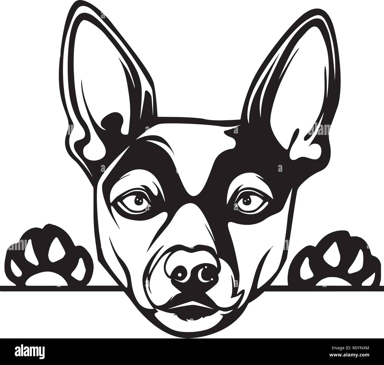 Rat Terrier Dog High Resolution Stock Photography and Images - Alamy