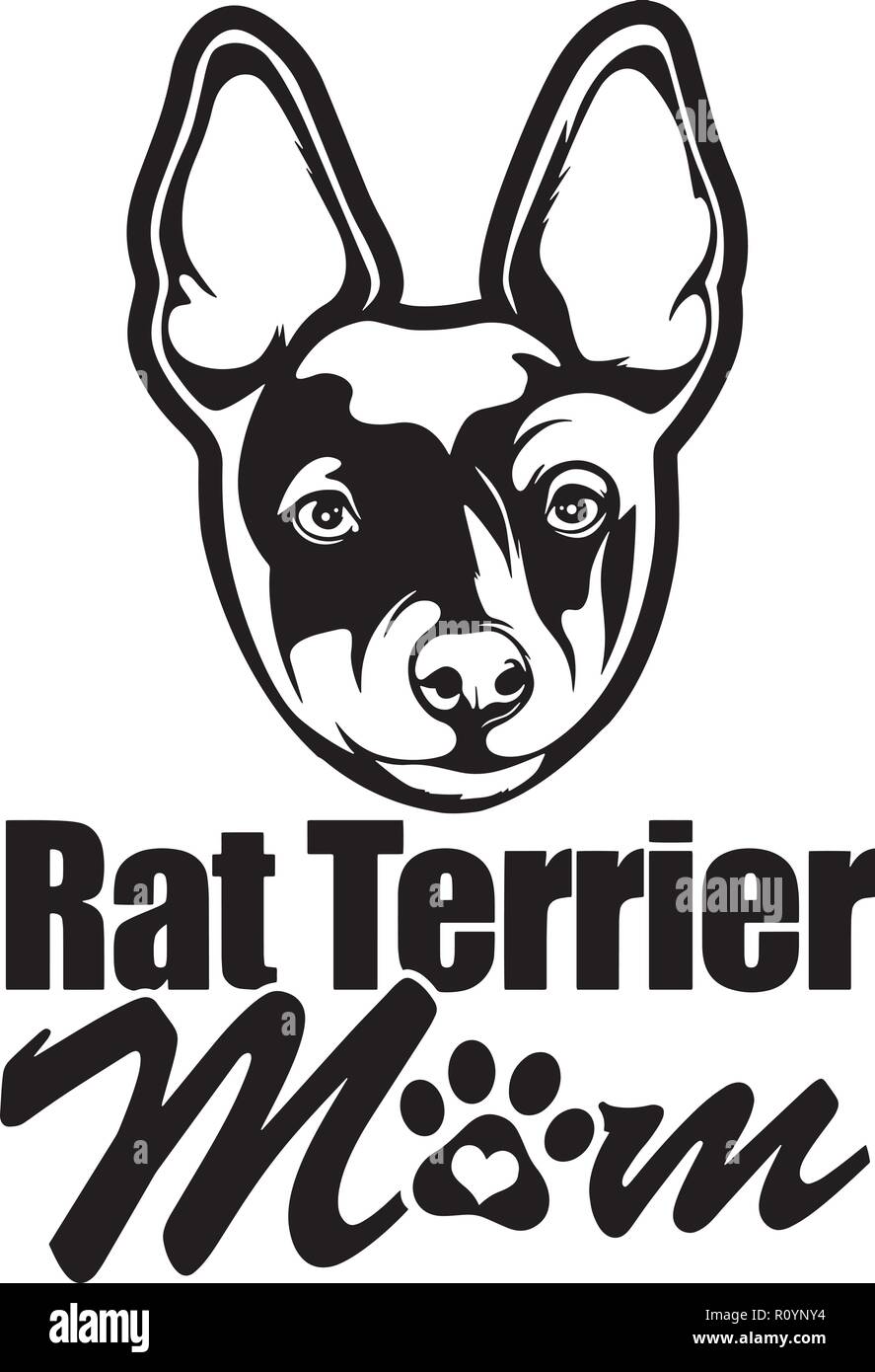 Rat Terrier Pedigree Dog Breed Head Isolated Pet Portrait Smiling Happy ...