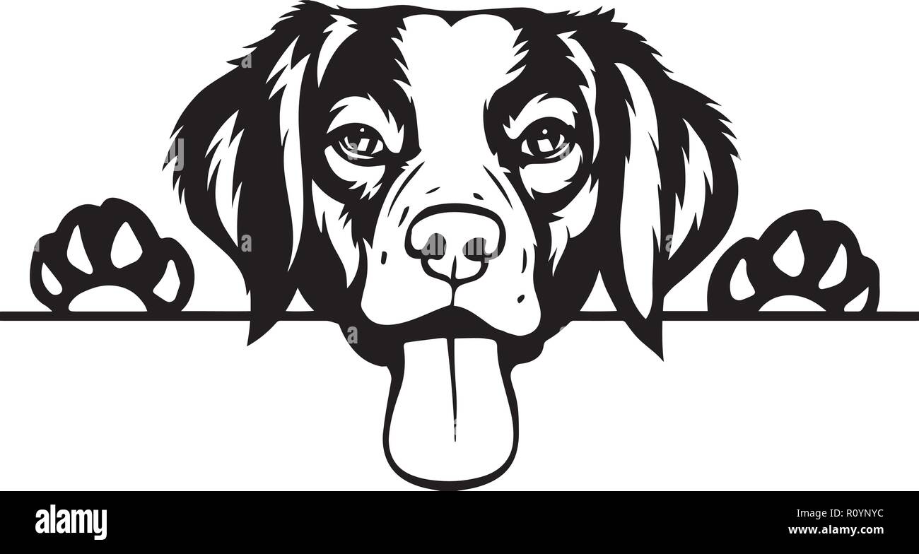 Rhodesian Ridgeback Pedigree Dog Breed Head Isolated Pet Portrait ...