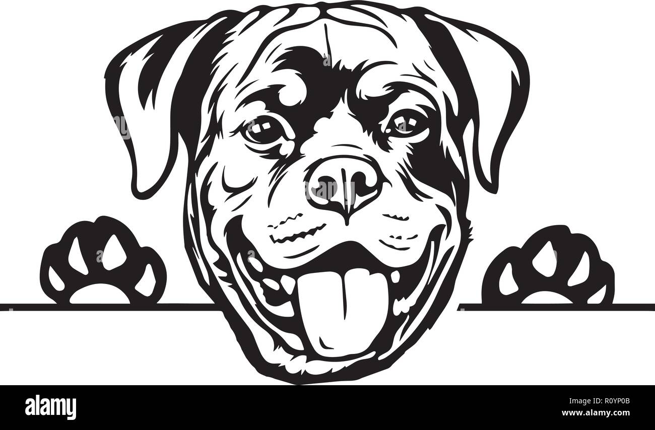 Rottweiler Pedigree Dog Breed Head Isolated Pet Portrait Smiling Happy ...