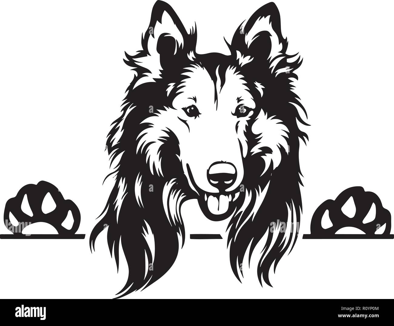 Rough Collie Pedigree Dog Breed Head Isolated Pet Portrait Smiling ...