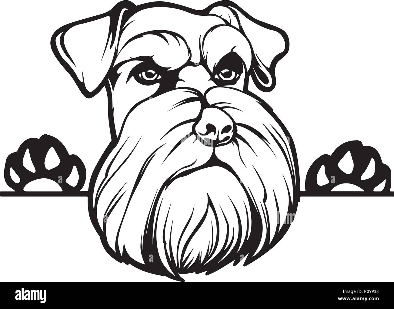 Schnauzer Pedigree Dog Breed Head Isolated Pet Portrait Smiling Happy ...