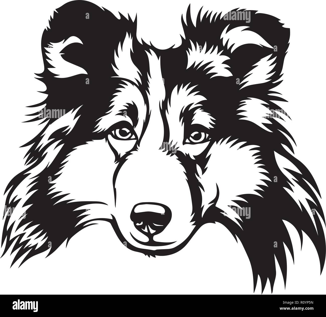 Shetland Sheepdog Pedigree Dog Breed Head Isolated Pet Portrait Smiling ...