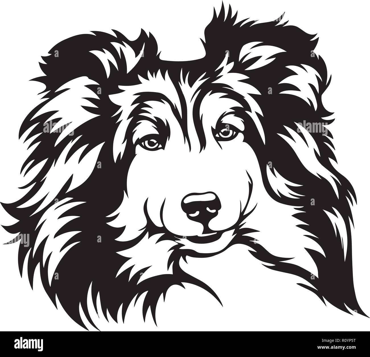 Shetland Sheepdog Pedigree Dog Breed Head Isolated Pet Portrait Smiling ...