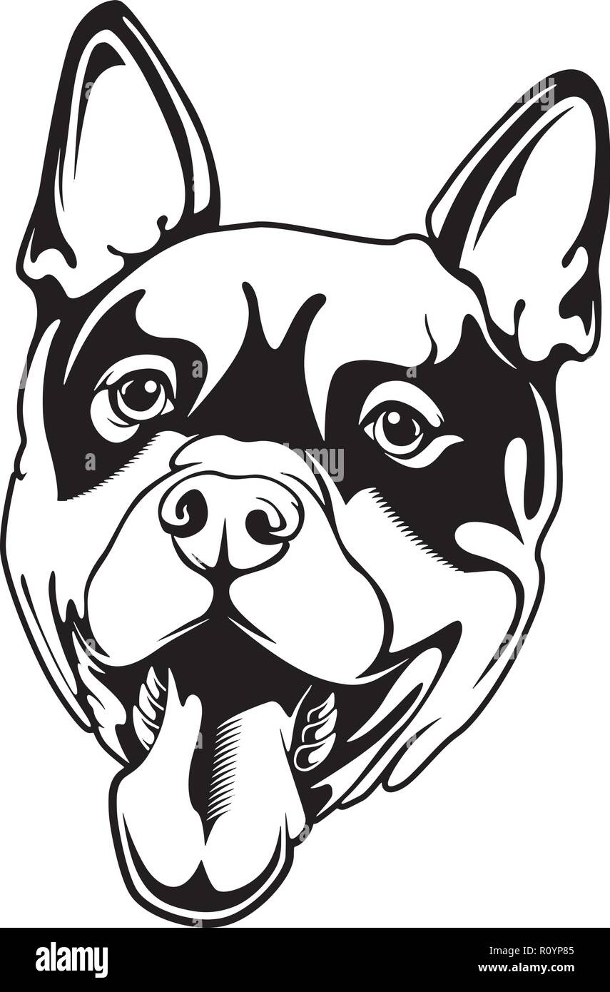 Thai Ridgeback Pedigree Dog Breed Head Isolated Pet Portrait Smiling ...