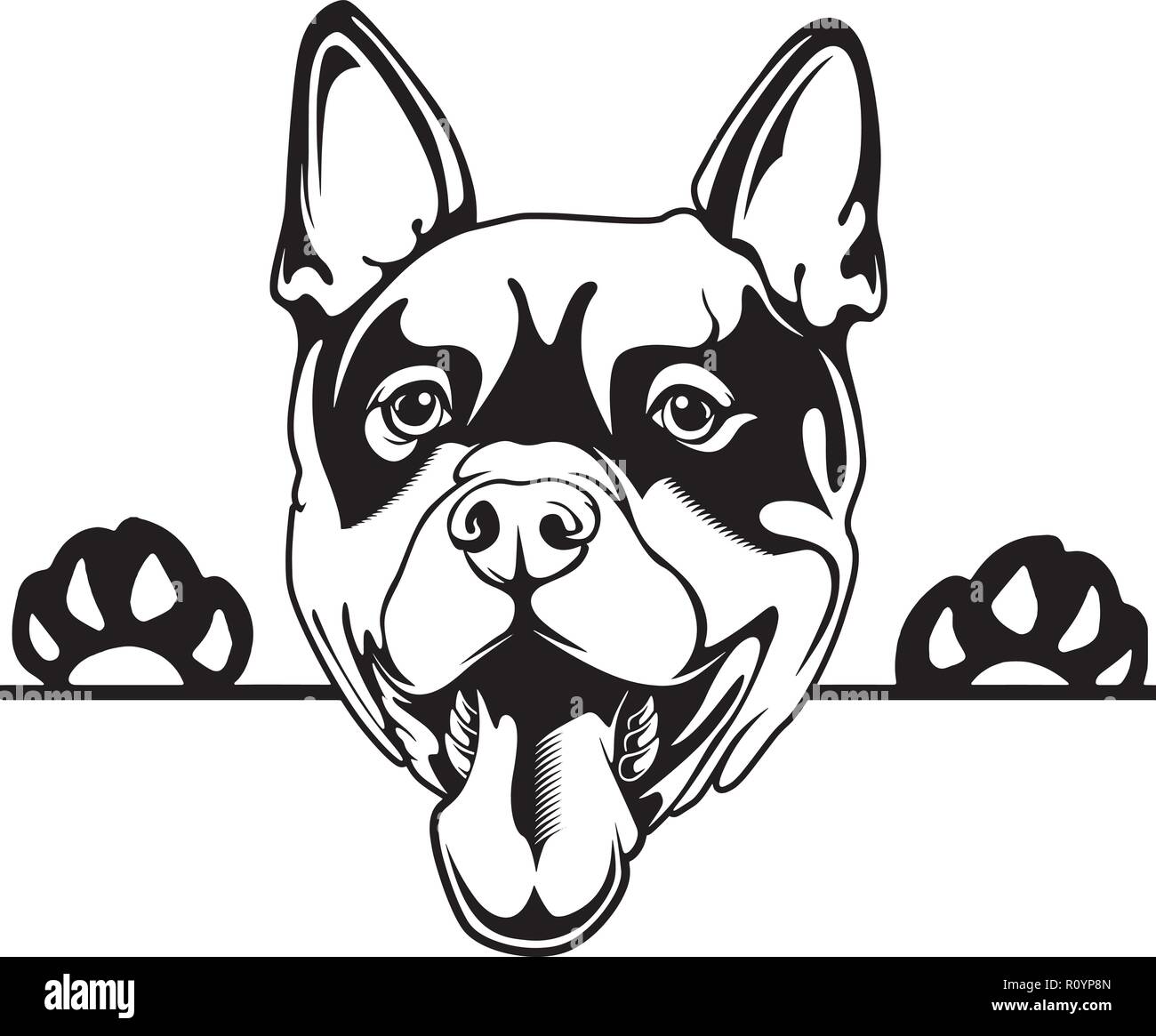 Thai Ridgeback Pedigree Dog Breed Head Isolated Pet Portrait Smiling ...