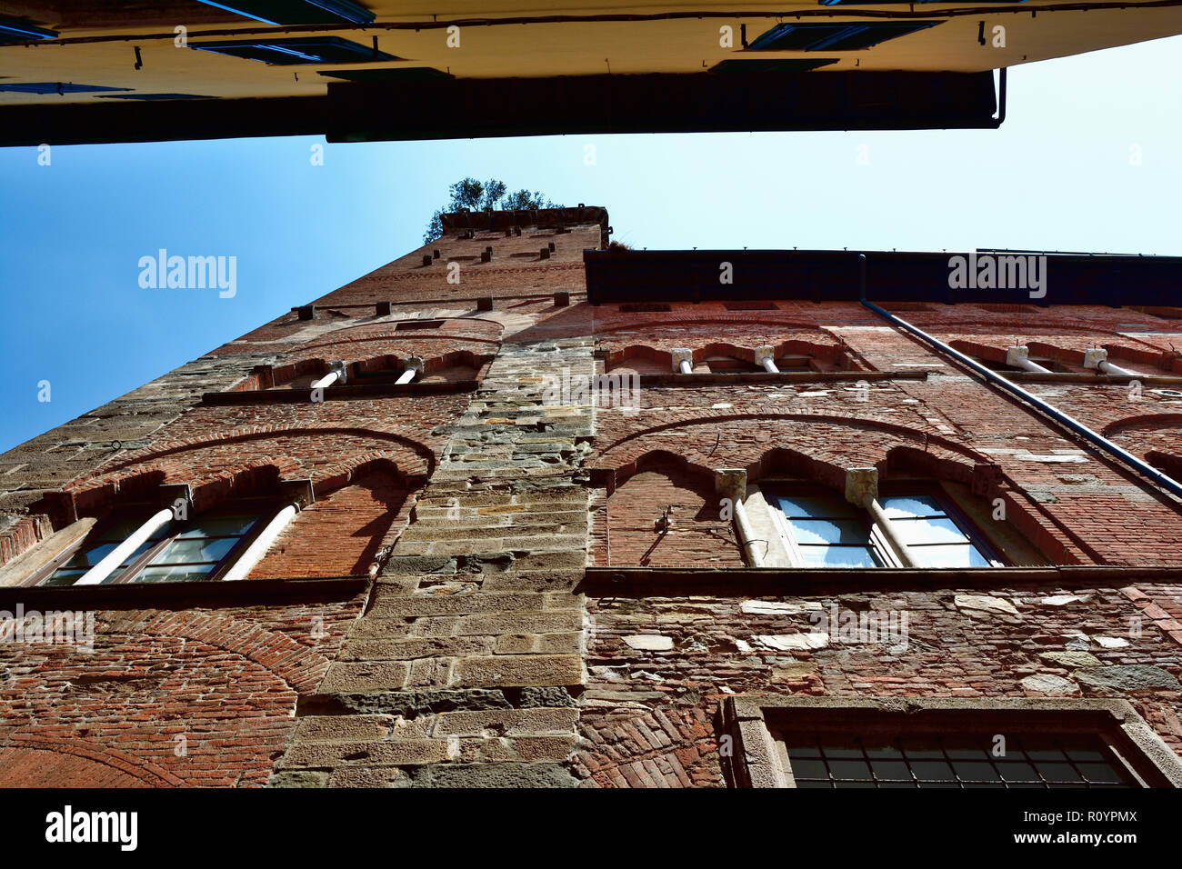 Guinigi Tower facade ,famous monument in the historical center of Lucca ...