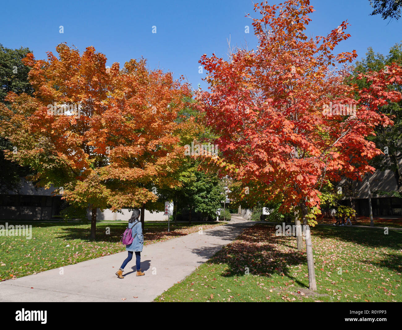 University campus with student walking among the fall colors Stock ...
