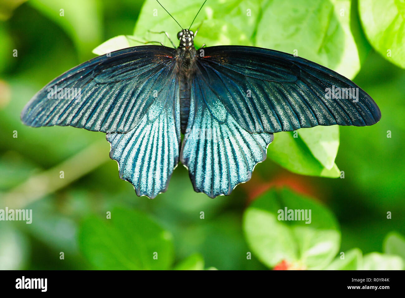 Monarch Butterfly Adaptations High Resolution Stock Photography and ...
