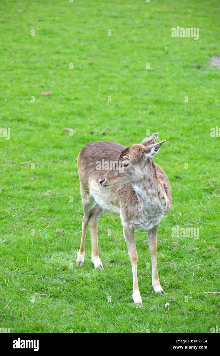 A common European deer, photographed here in southern England Stock ...