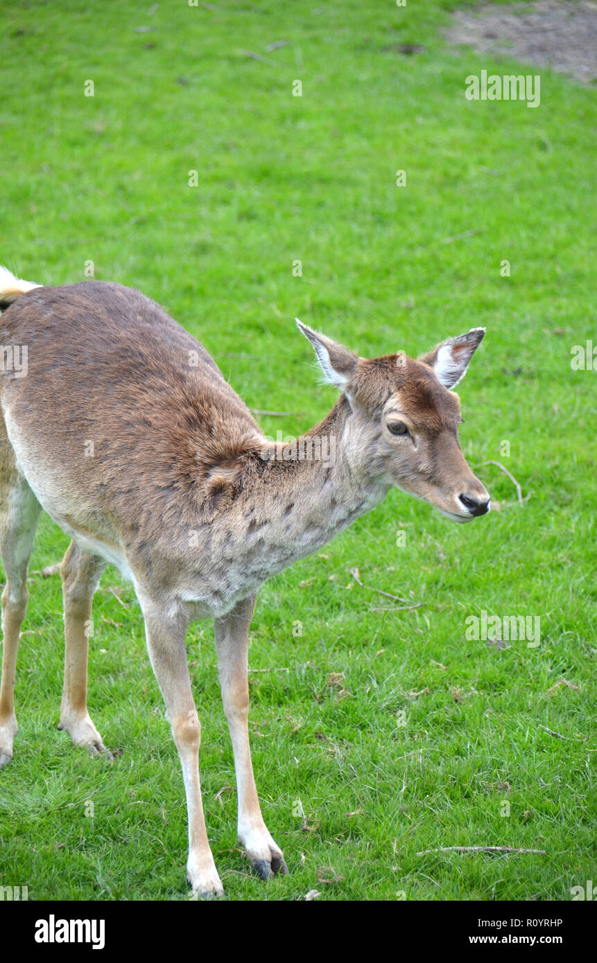 A common European deer, photographed here in southern England Stock ...