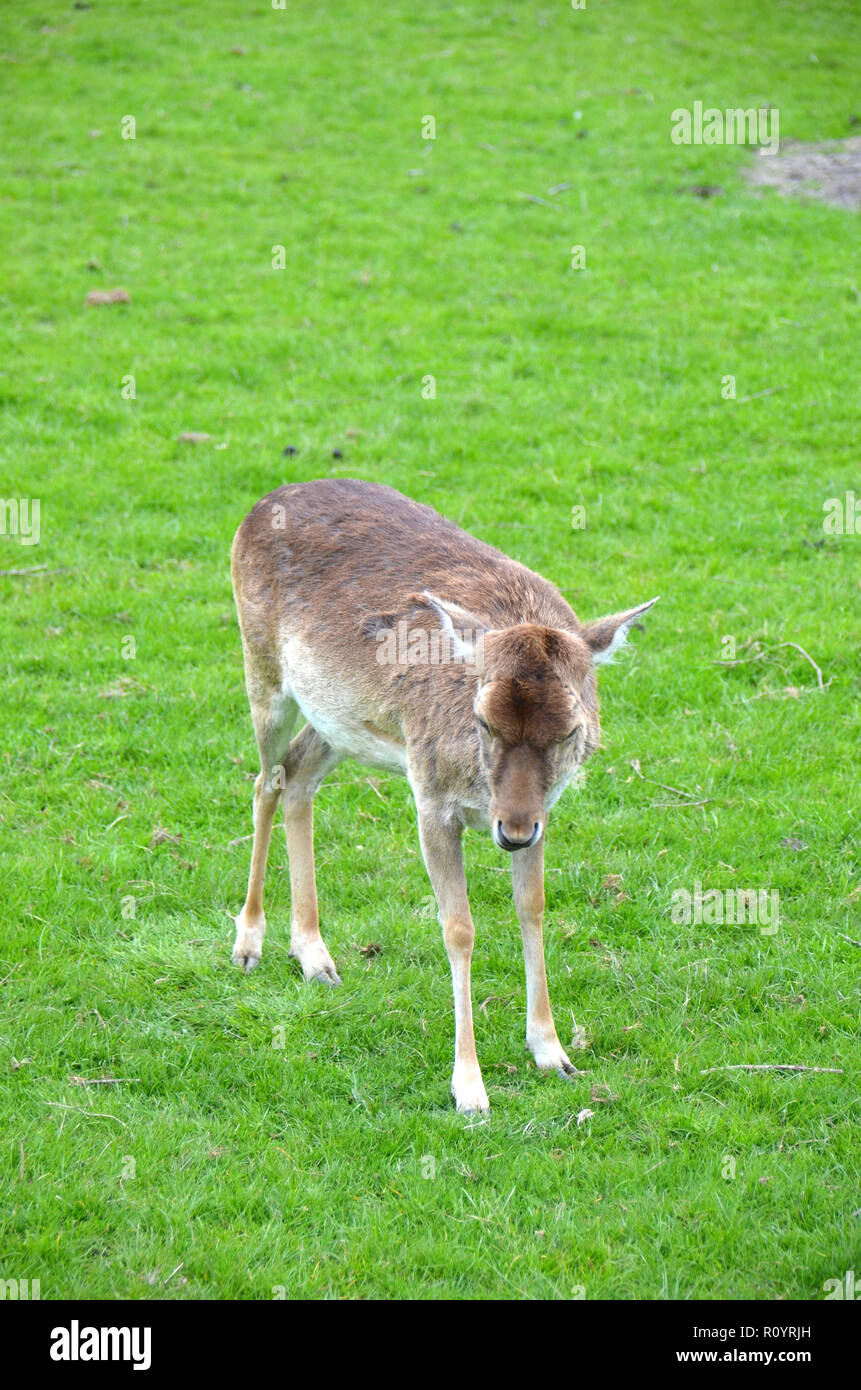 A common European deer, photographed here in southern England Stock ...