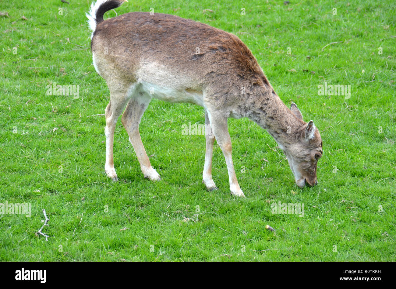 A common European deer, photographed here in southern England Stock ...