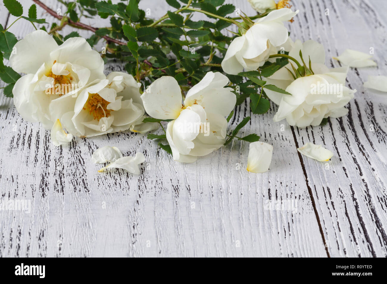 English gift card white hi-res stock photography and images - Alamy