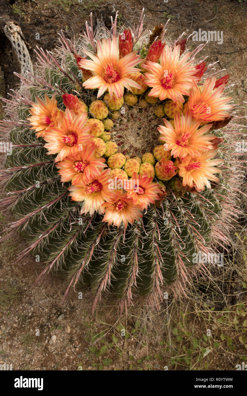 Fishhook barrel cactus hi-res stock photography and images - Alamy