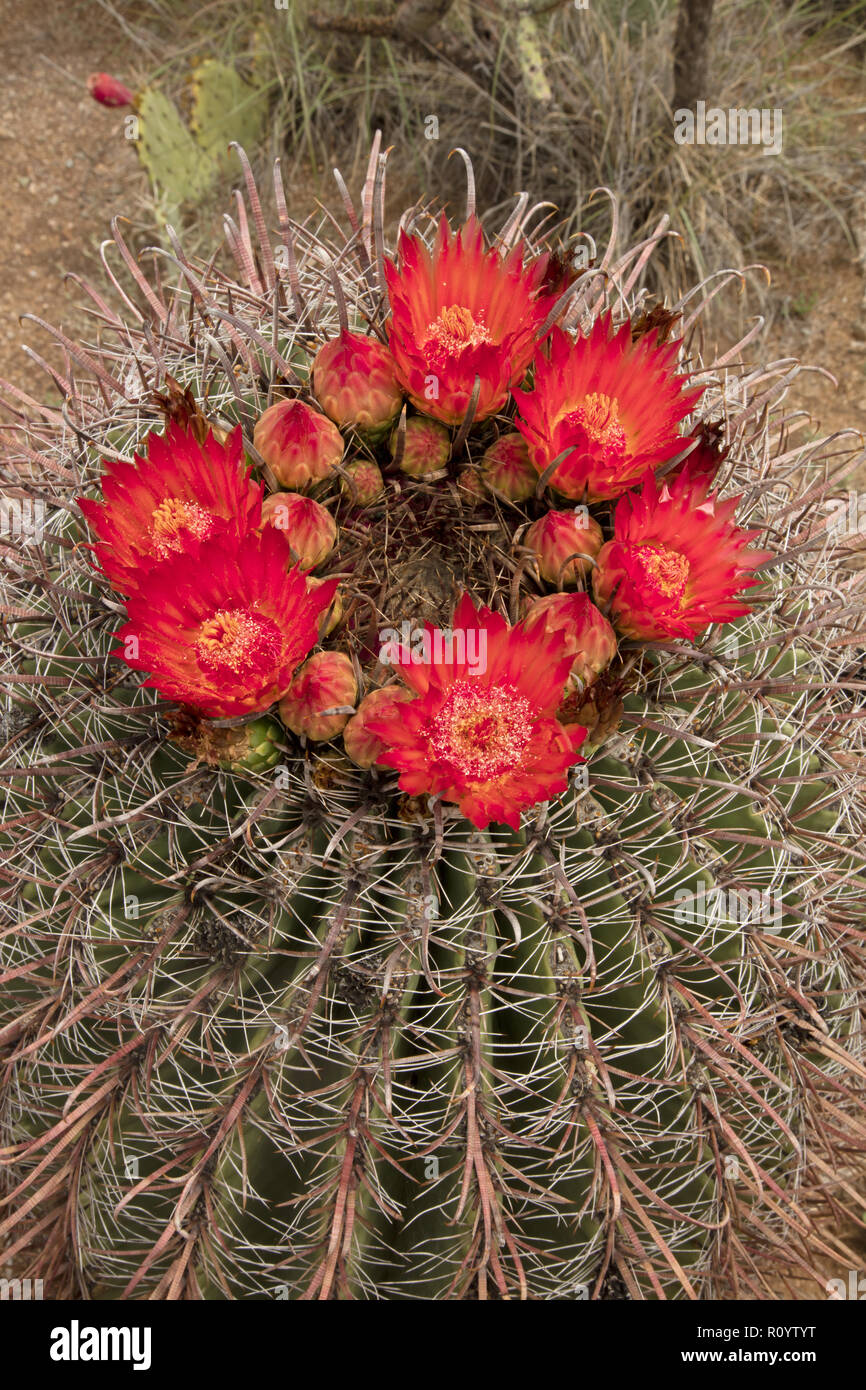 fishhook barrel cactus,Ferocactus wislizeni, Arizona Stock Photo - Alamy