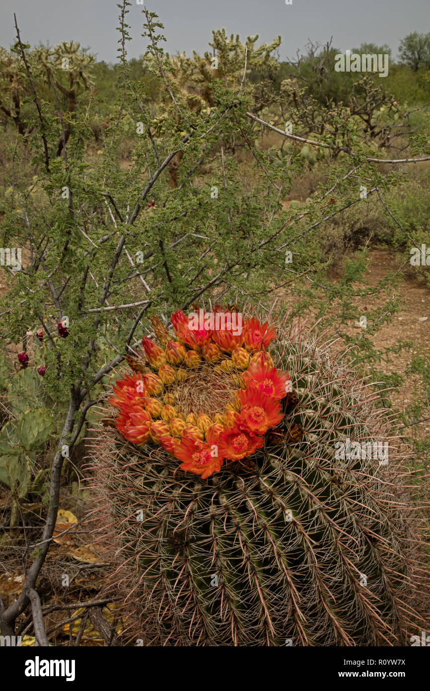 fishhook barrel cactus,Ferocactus wislizeni, Arizona Stock Photo - Alamy