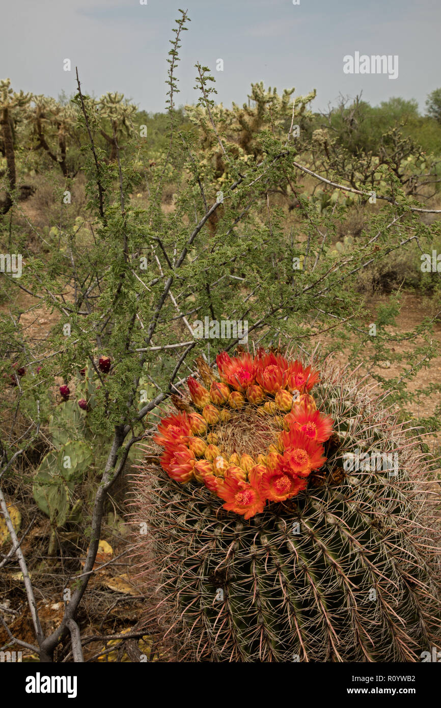 fishhook barrel cactus,Ferocactus wislizeni, Arizona Stock Photo - Alamy
