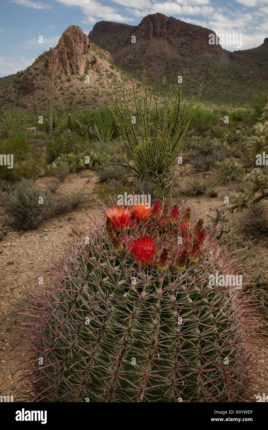fishhook barrel cactus,Ferocactus wislizeni, Tucson mountains, Arizona ...