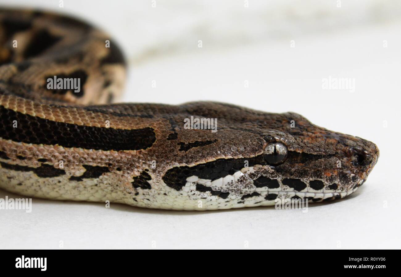 Boa dumerili snake hi-res stock photography and images - Alamy