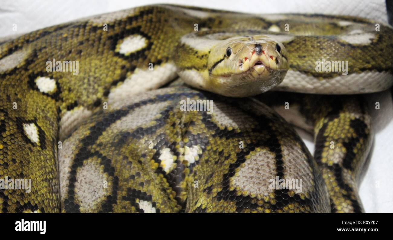 Motley Tiger Reticulated Python Stock Photo - Alamy