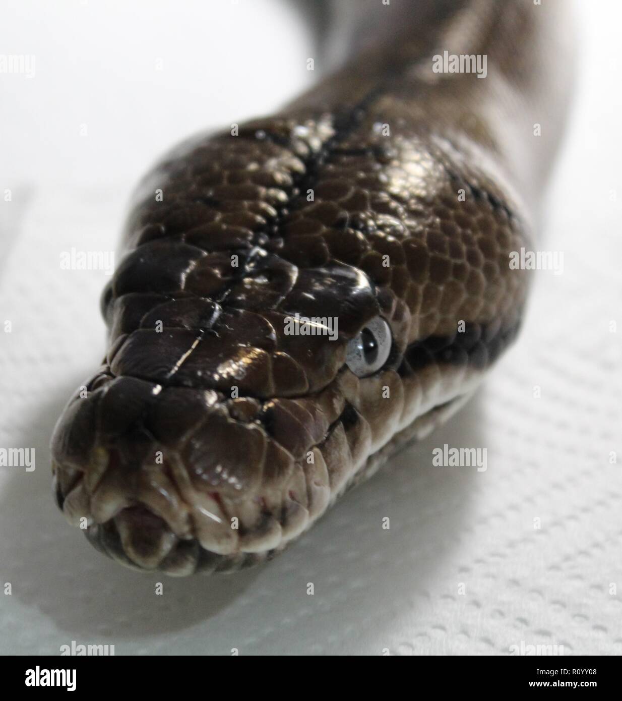 Golden Child Reticulated Python Stock Photo - Alamy