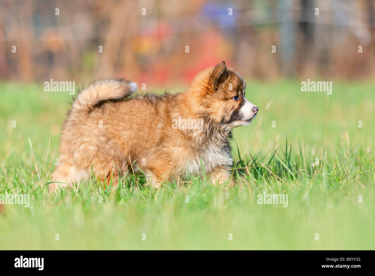picture of a cute Elo puppy who walks over the meadow Stock Photo - Alamy