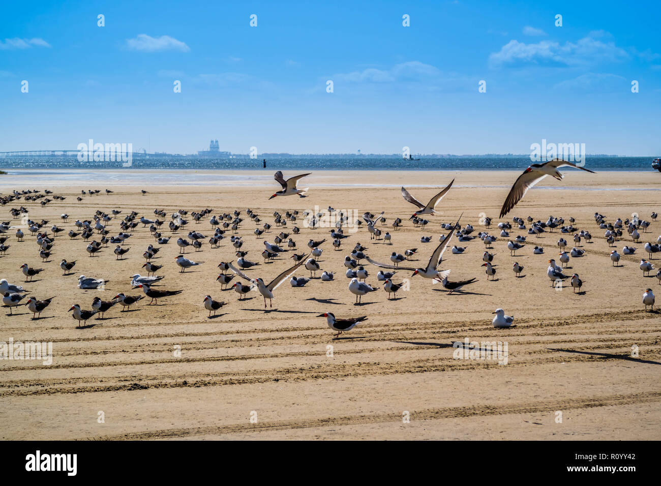 A flock of Black Skimmers flying around in South Padre Island, Texas ...
