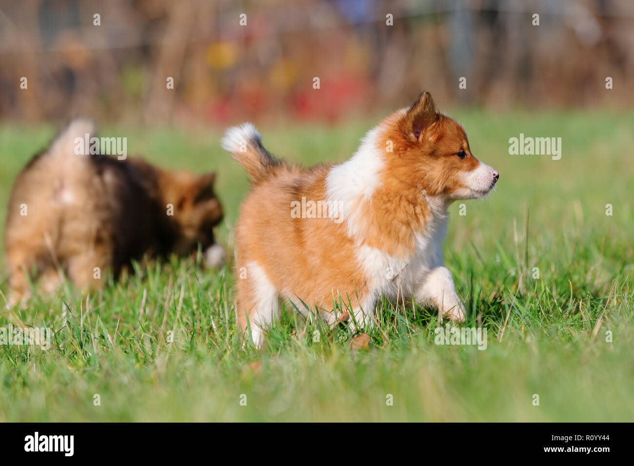 picture of two Elo puppies who are playing on the meadow Stock Photo ...