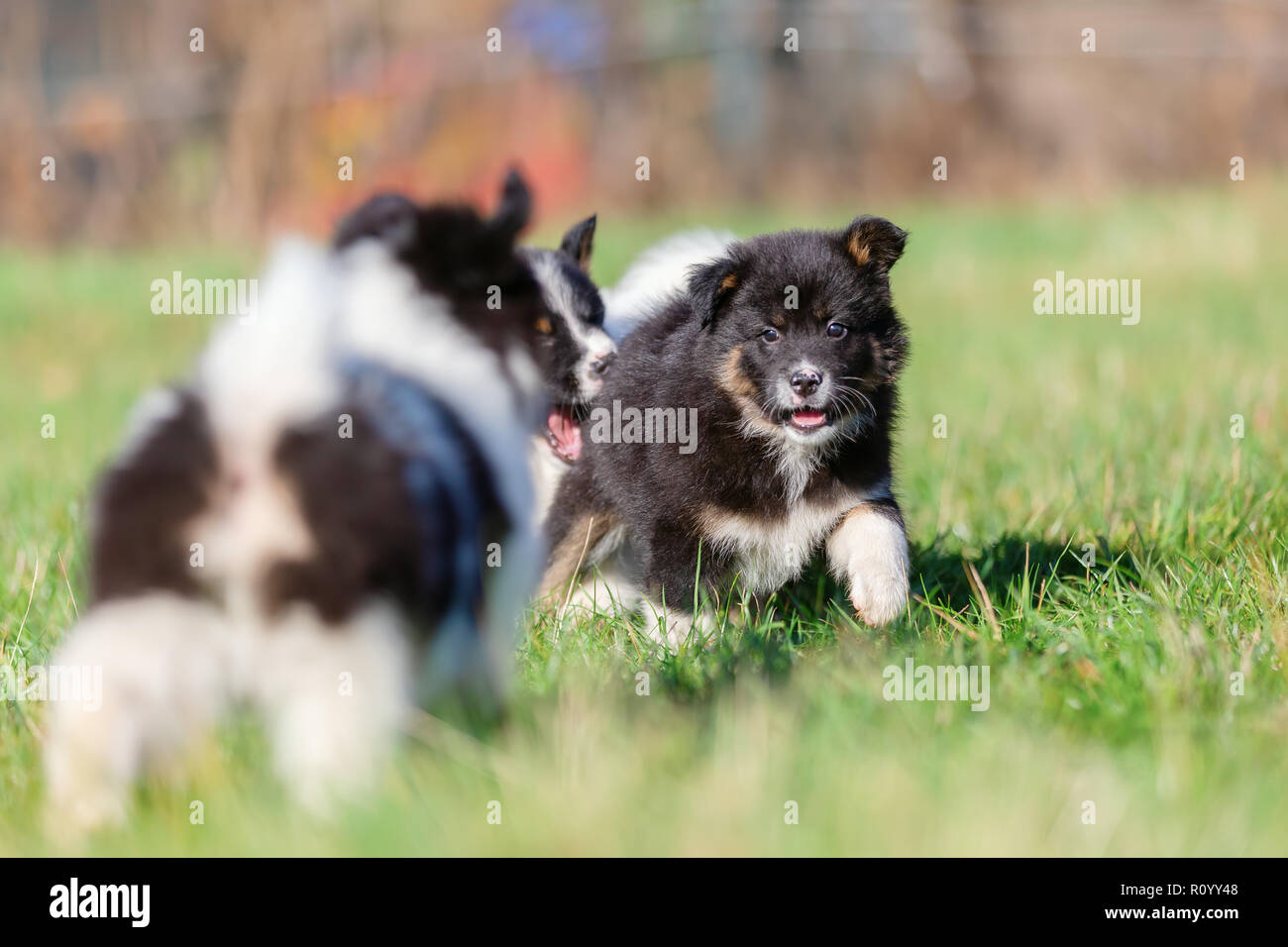 picture of cute Elo puppies who are playing on the meadow Stock Photo ...