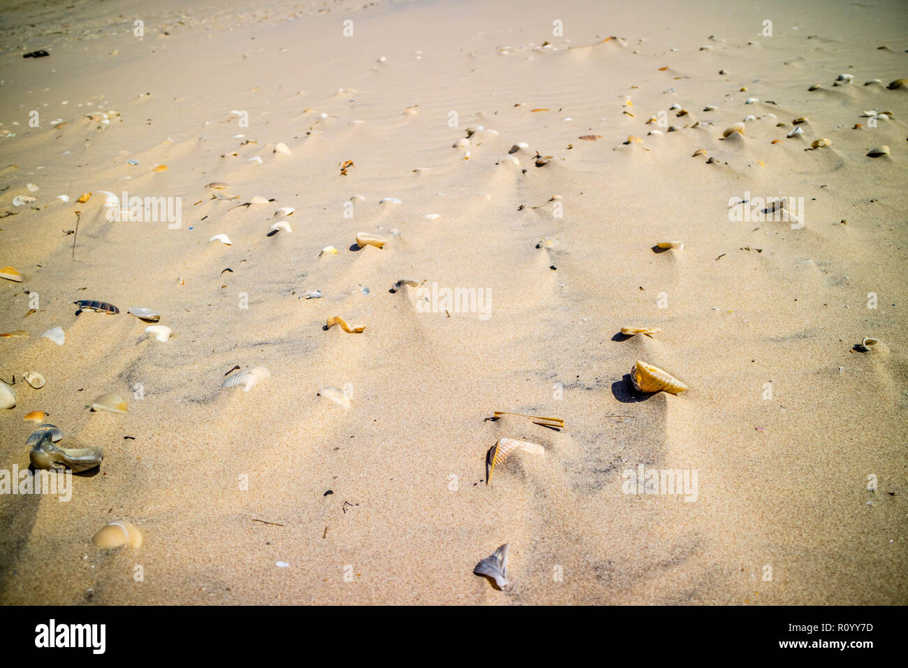 Beach with a lot of seashells on seashore in South Padre Island, Texas ...