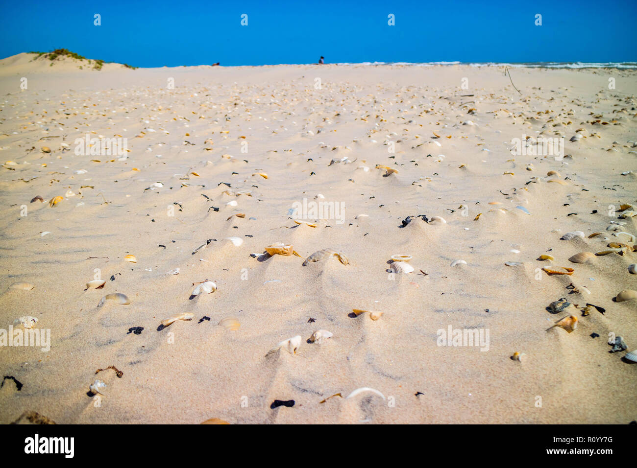 Beach with a lot of seashells on seashore in South Padre Island, Texas ...