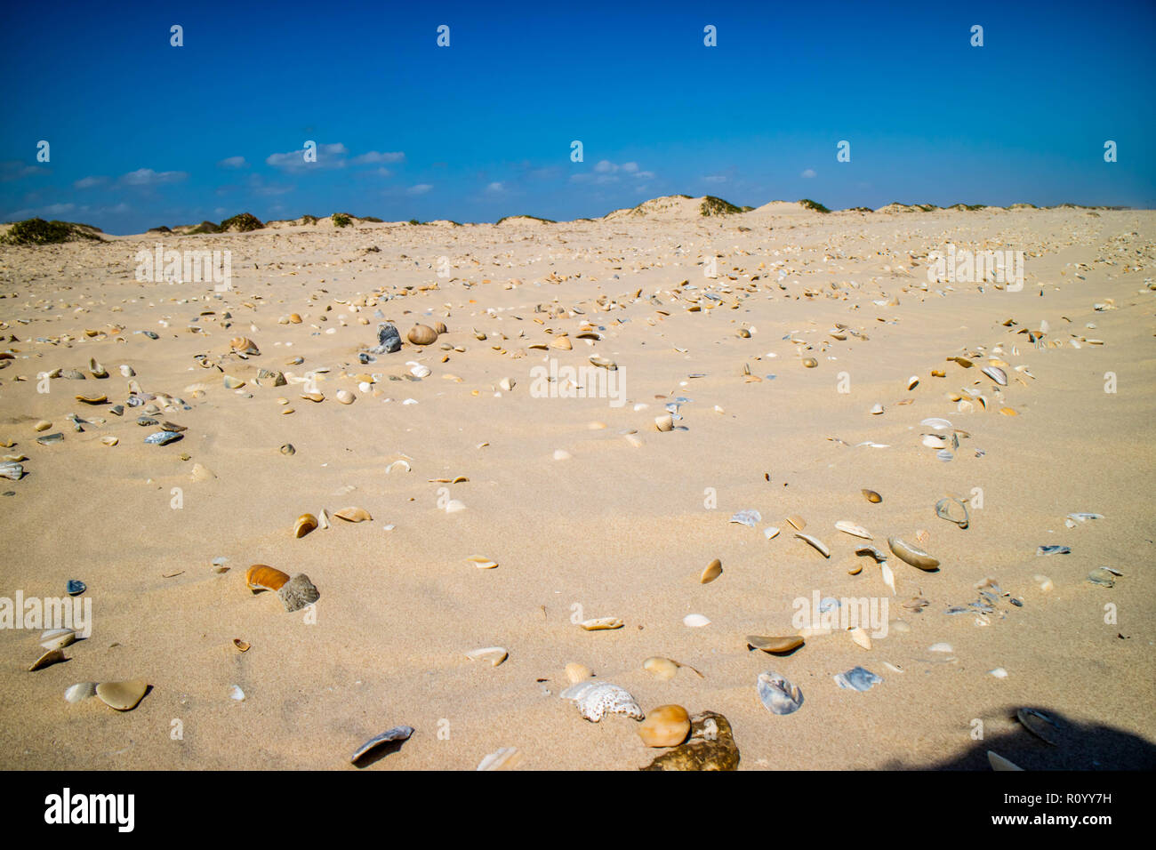 Beach with a lot of seashells on seashore in South Padre Island, Texas ...