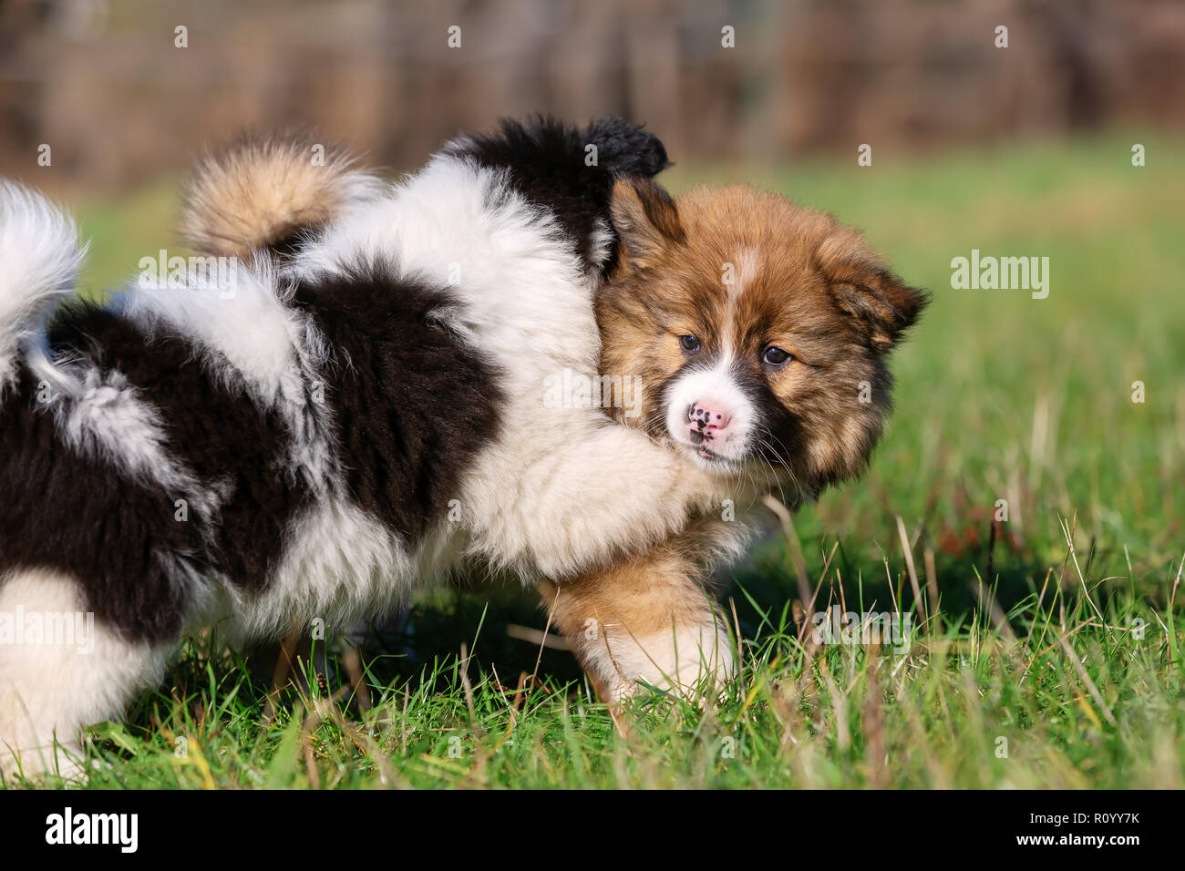 picture of two Elo puppies who are playing on the meadow Stock Photo ...