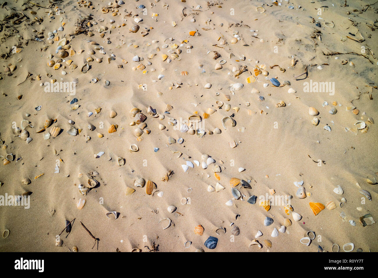 Beach with a lot of seashells on seashore in South Padre Island, Texas ...