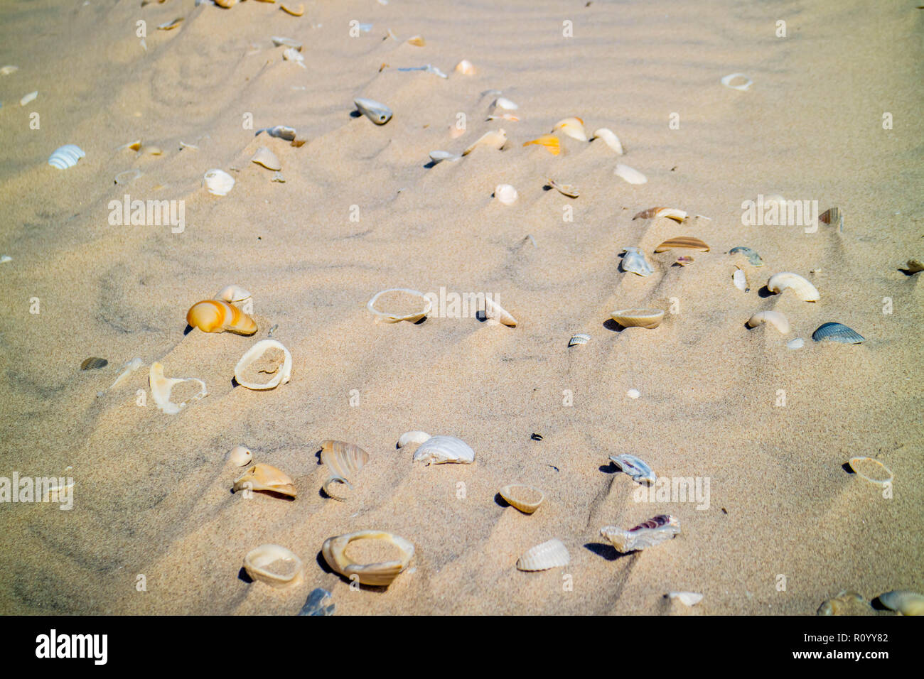Beach with a lot of seashells on seashore in South Padre Island, Texas ...