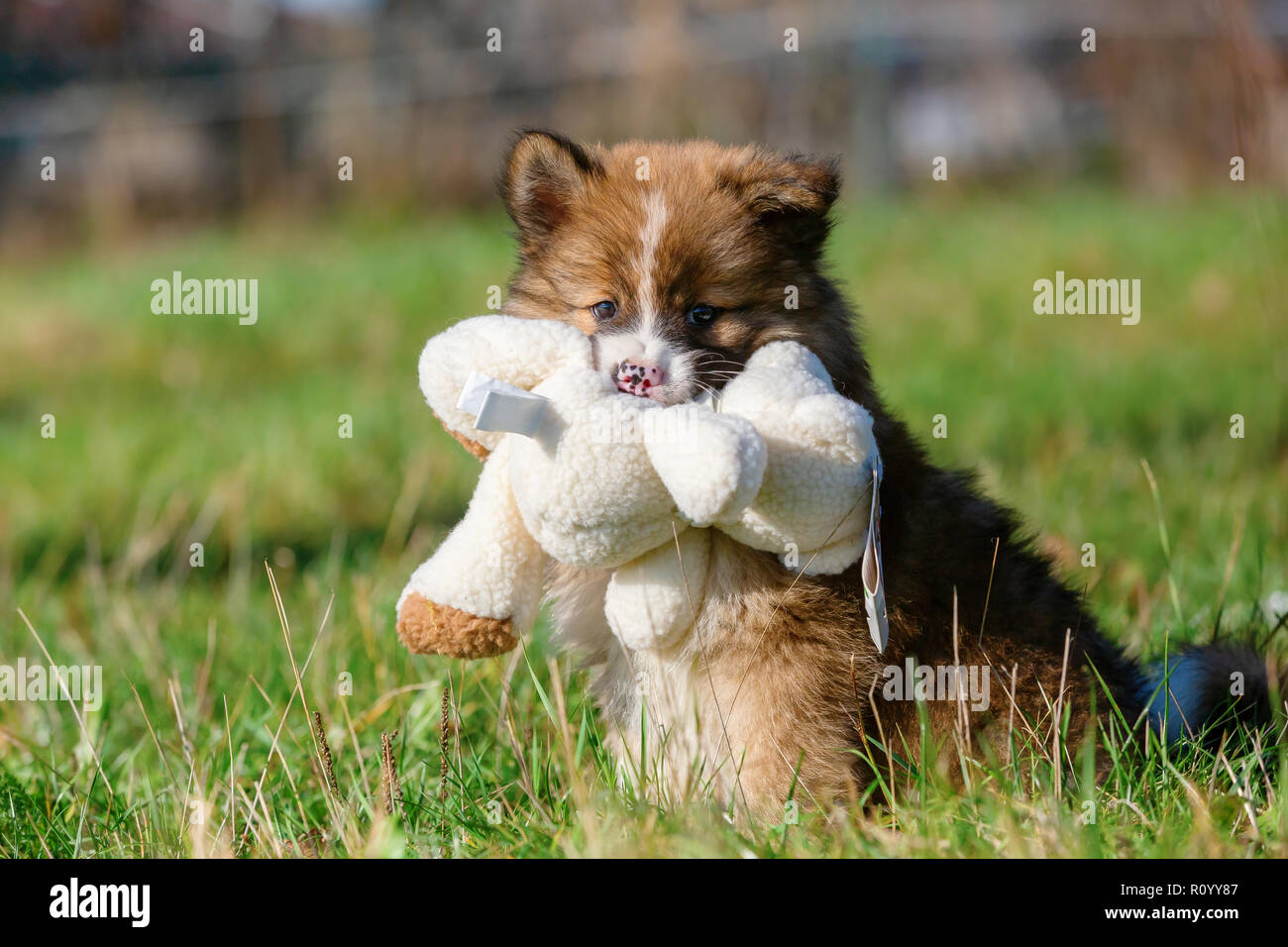 picture of a cute Elo puppy with a soft toy in the snout Stock Photo ...
