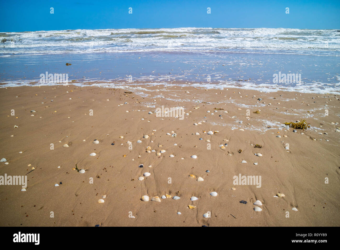 Beach with a lot of seashells on seashore in South Padre Island, Texas ...