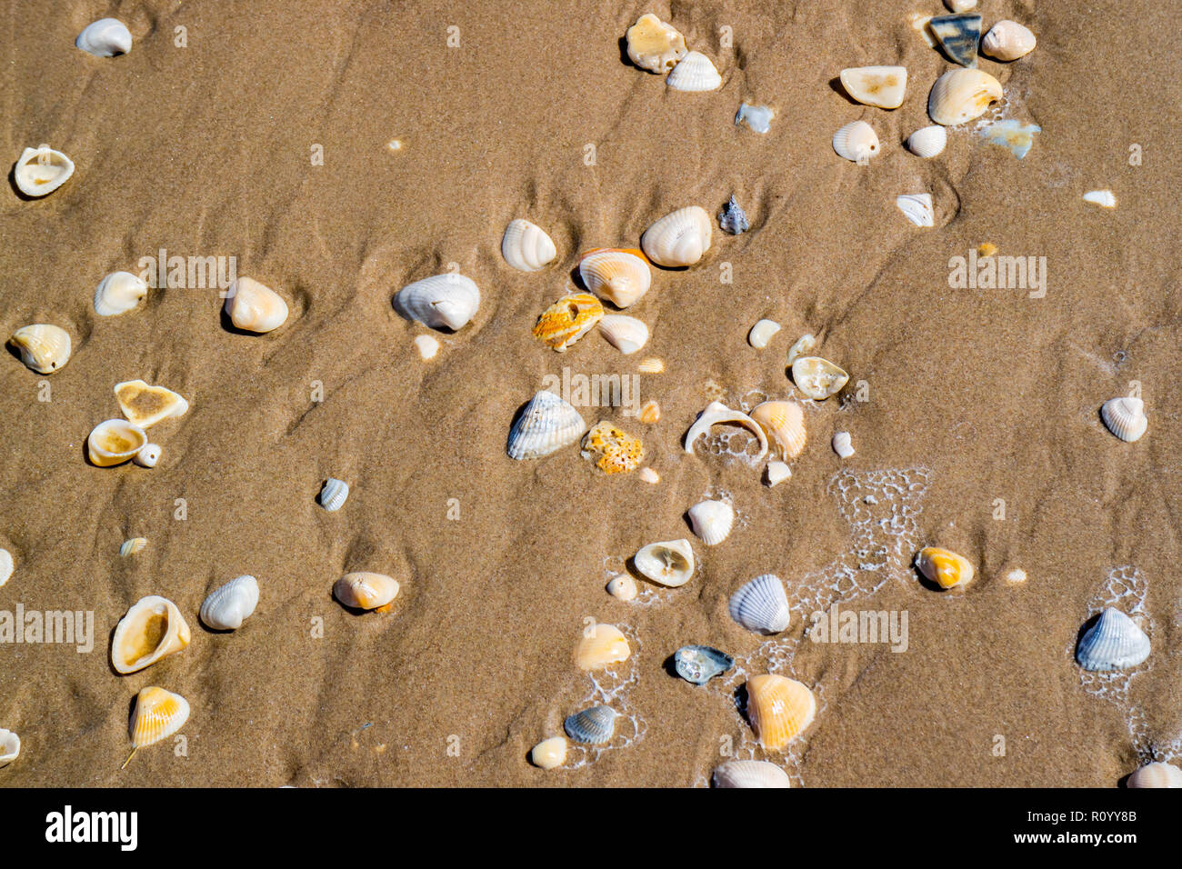 Beach with a lot of seashells on seashore in South Padre Island, Texas ...