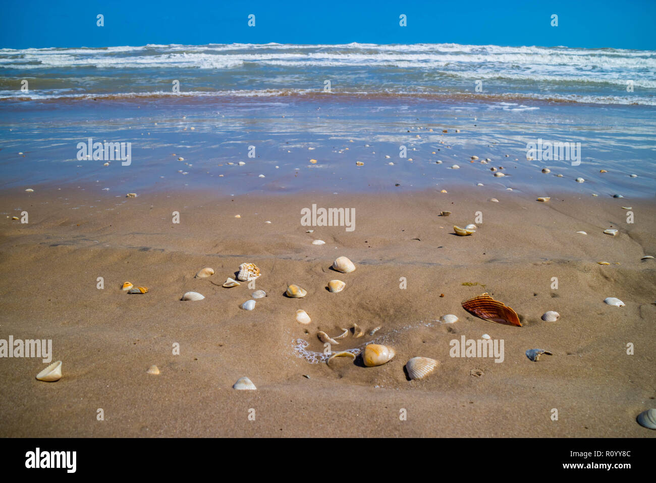 Beach with a lot of seashells on seashore in South Padre Island, Texas ...