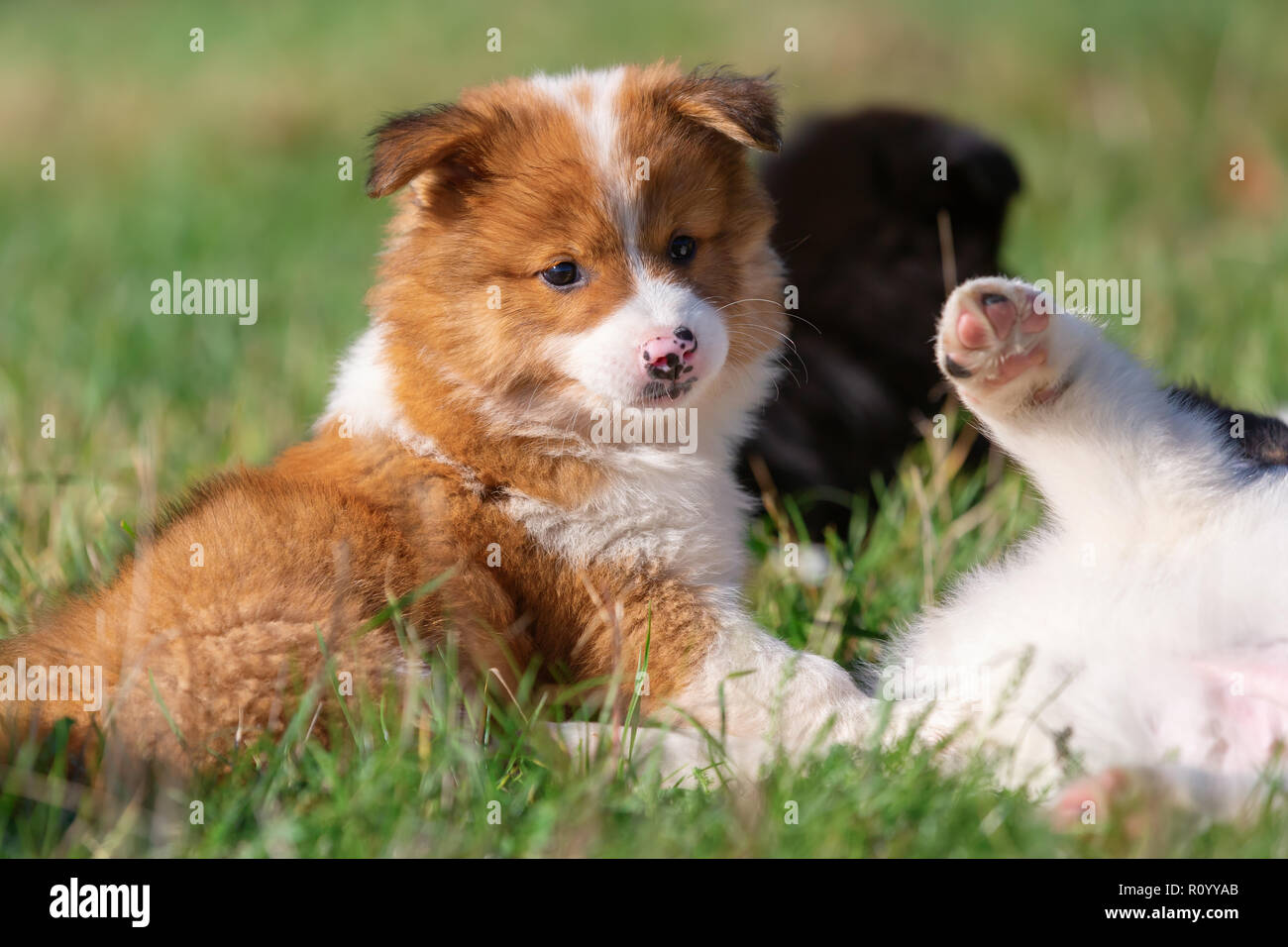 picture of two Elo puppies who are playing on the meadow Stock Photo ...