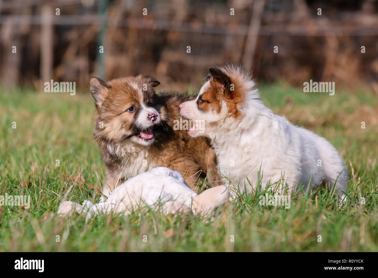 picture of two Elo puppies who are playing on the meadow Stock Photo ...