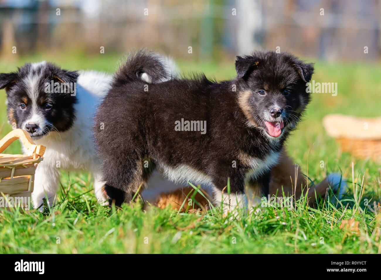 picture of cute Elo puppies who are playing on the meadow Stock Photo ...