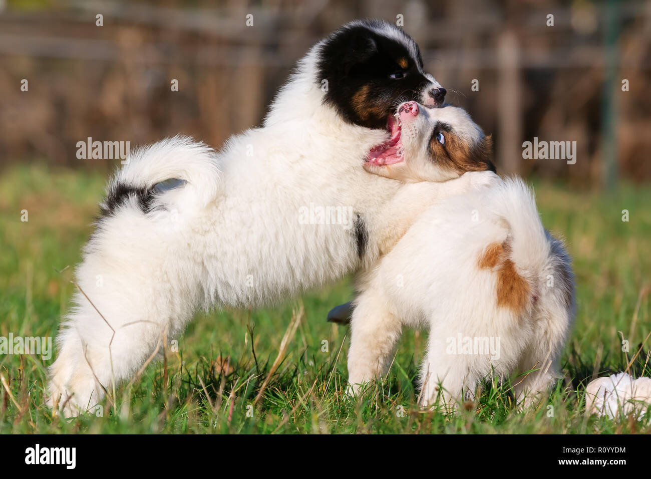 picture of two Elo puppies who are playing on the meadow Stock Photo ...
