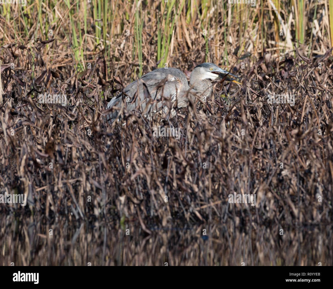 Birds eye water fish hi-res stock photography and images - Alamy